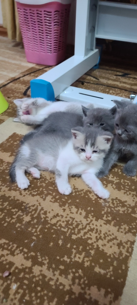 Продаётся Продаются котята!!! Есть страйты и фолды .