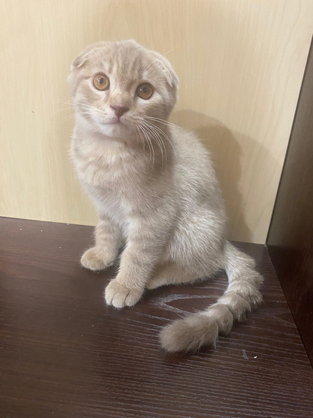 Продаю лилового вислоухого котика