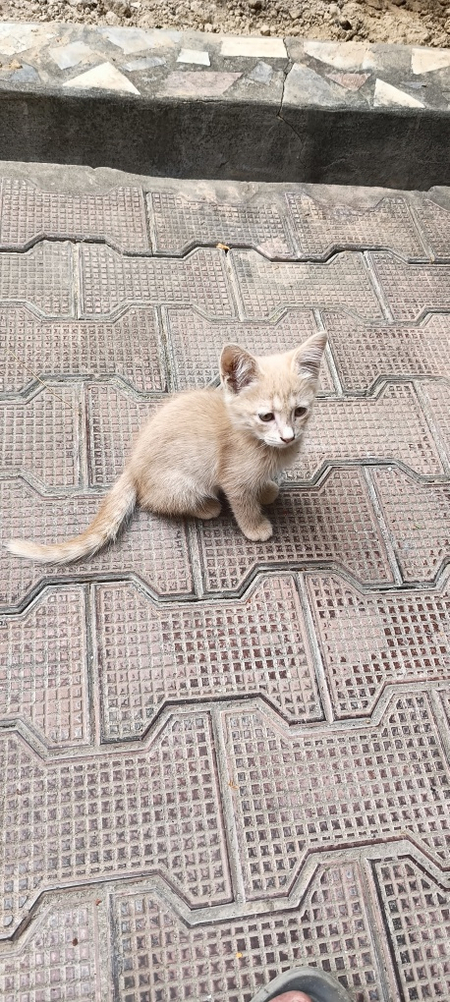 Пристраиваются котята в добрые руки