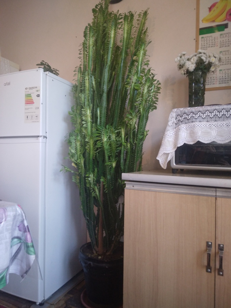 Комнатные растение