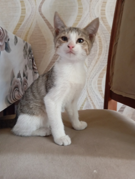 Котята,отдам в хорошие ручки