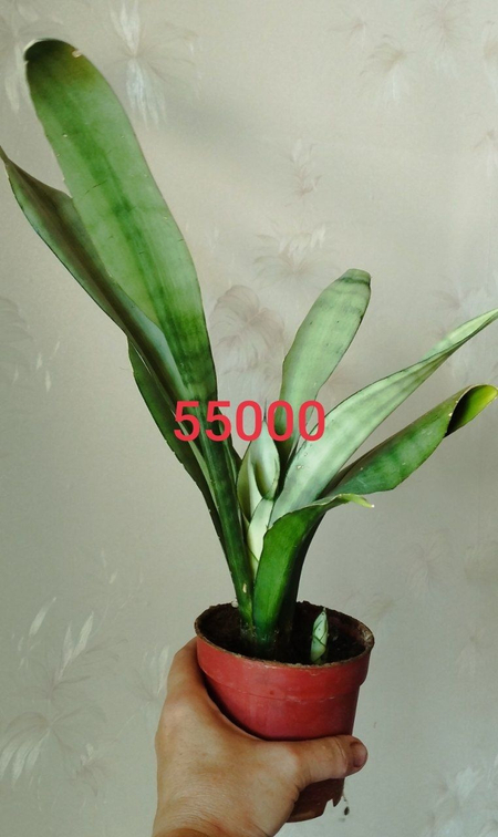 Распродажа сансевьер