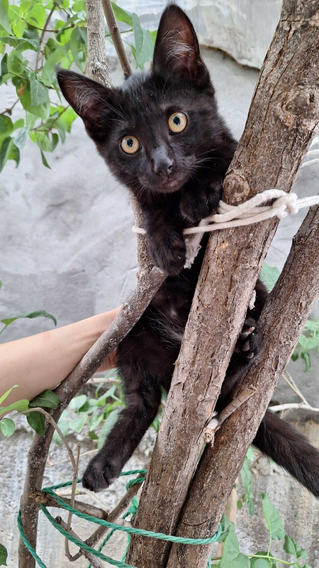 Котенок в добрые руки
