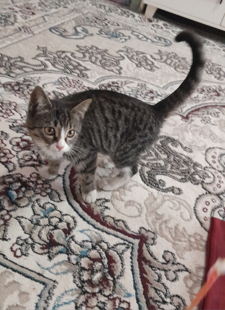 Котёнок 2,5 месяца девочка