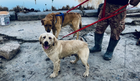 Labrador Лабрадор 10.04 tugilgan