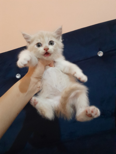 Продается котенок mushuk sotiladi