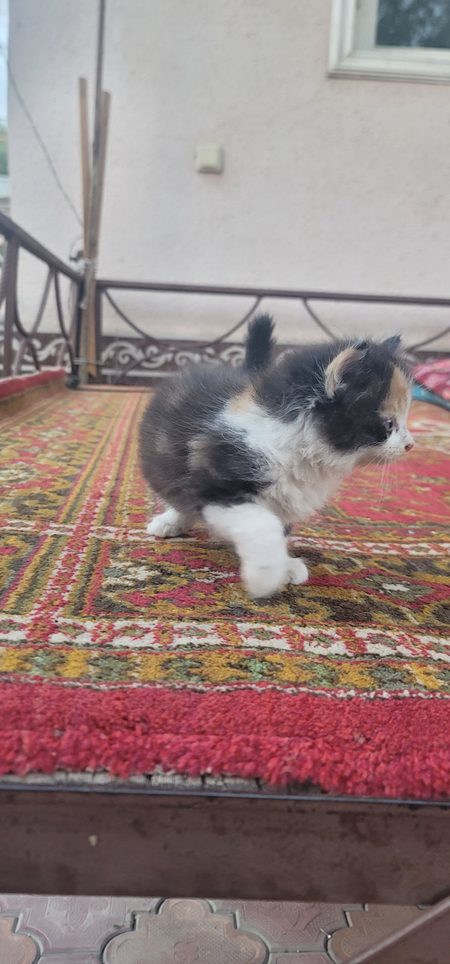 Отдам даром котята...