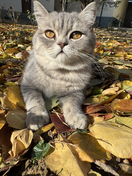 Britanskiy shinshilla