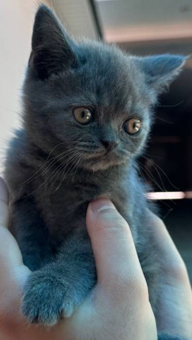 Скоттиш фолд