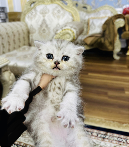 Серебристая шиншилла Шикарные