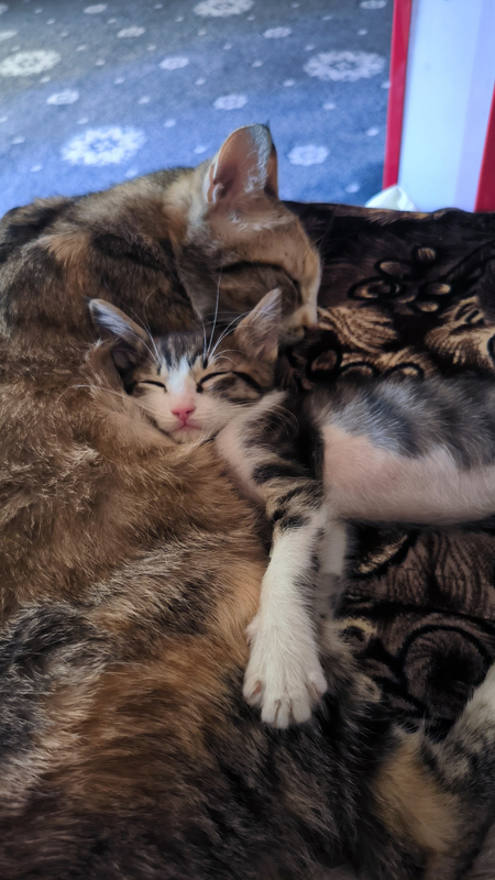 Котенок отдам в хорошие руки