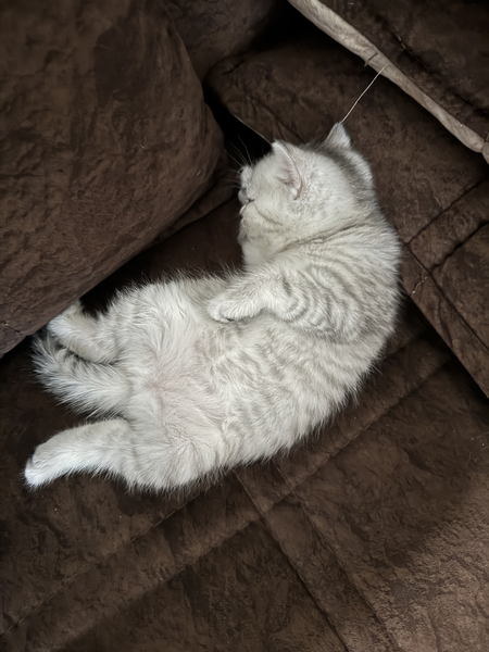 Продается котенок скотиш страйт