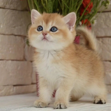 Шотланский Скоттиш Фолд!