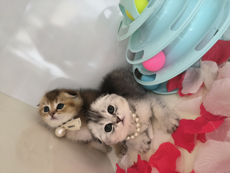 Котята от правильной вязки