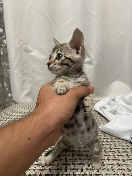 Бенгальский котенок