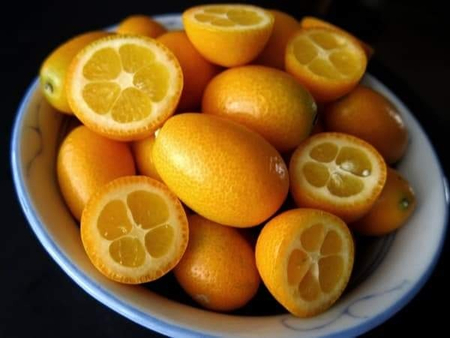 Кумкват - комнатный апельсин в горшке  Kumkvat