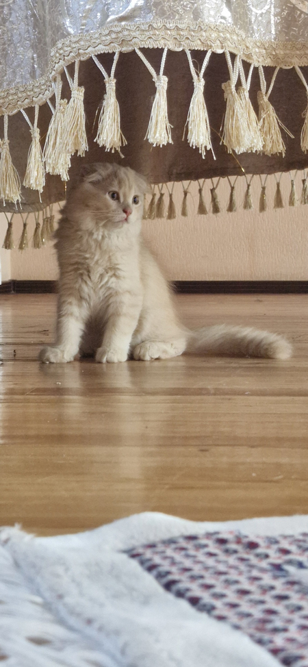 Вислоухий Котенок