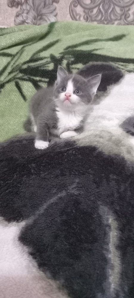 Срочно продаётся котёнок