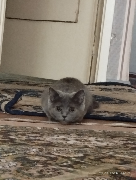 Скотиш страйт!! Срочно!
