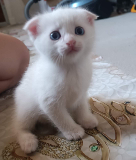 Продаются котята