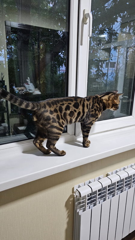 Предлагается на вязку бенгальский кот