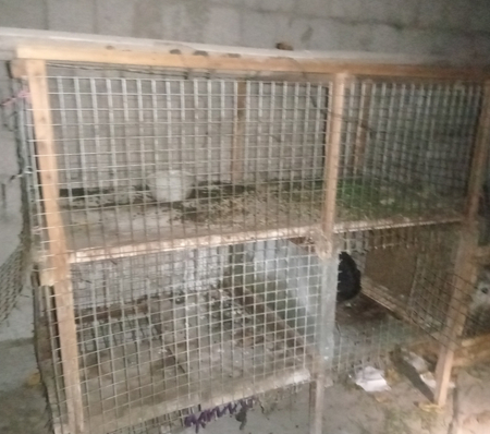 Quyon ini sotiladi