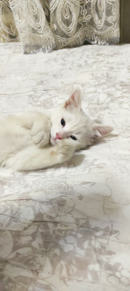 Котенок доброму и хорошему человеку!
