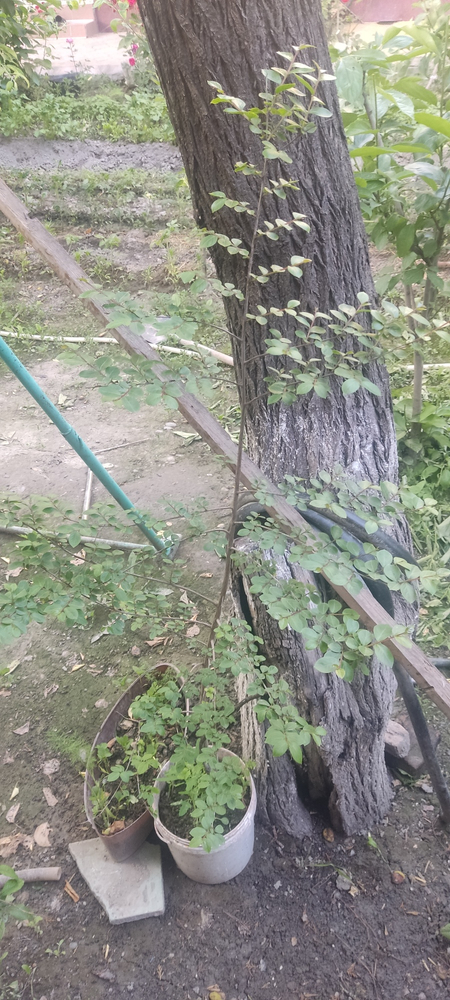 Индийский сирень