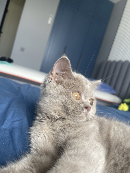 Котёнок кочешь страйк