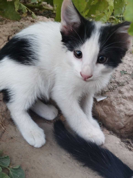 Котята в хорошие руки