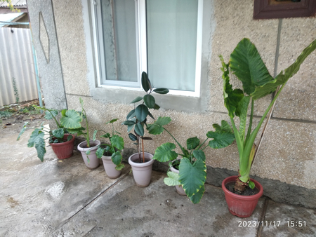 Гуллар сотилвати