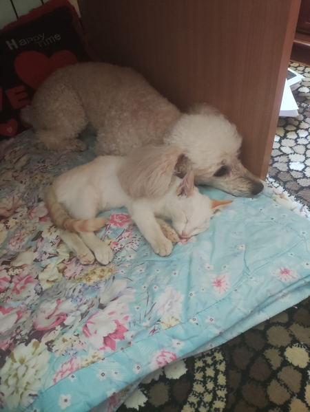 Котенок белый с голубыми глазами