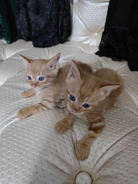 продаются рыжие котята