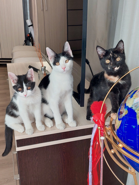 Котёнок девочка. Очень ласковая