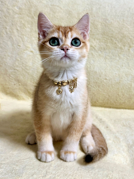 Британская шиншилла. Britaniyalik oltin chinchilla,hujjatlar bilan.