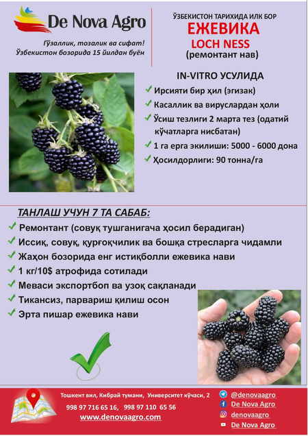 In Vitro Ежевика / Маймунжон Нихоллари (Янги Ежевика нави Loch Ness)