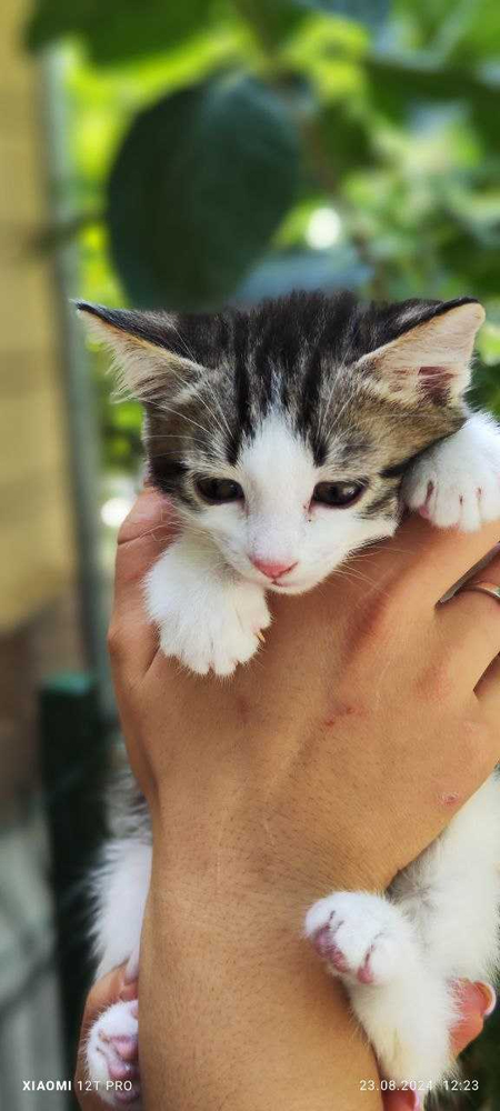Котёнок, мальчик, 2 месяца