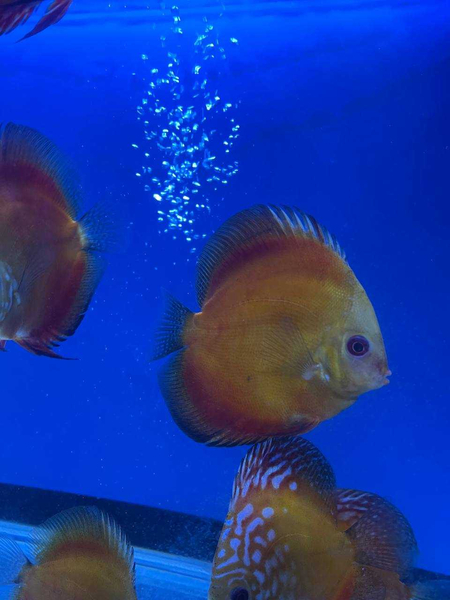 Discus, Fish, аквариумистика, Дискуси