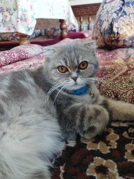 Продаётся кошка фолд