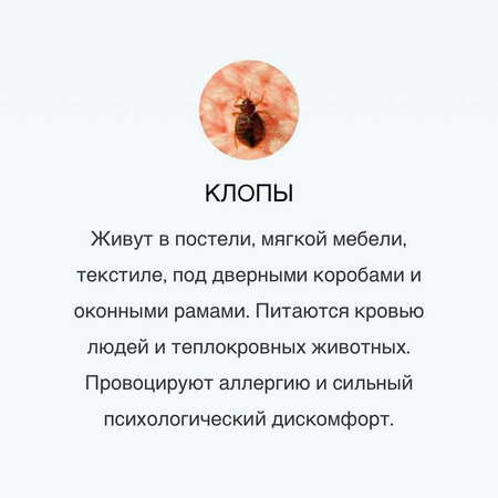 Дезинфекция дизинфекция Уничтожение клопов Dizinfeksiya Dezinfeksiya