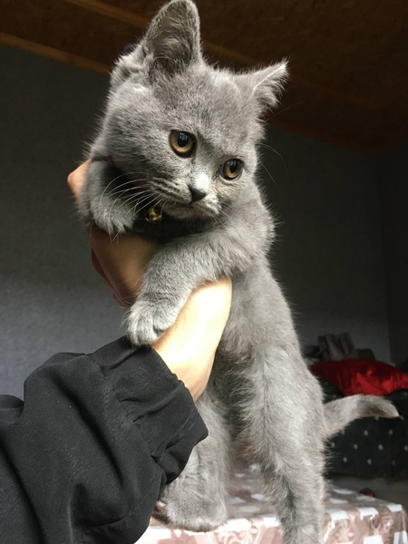 Скотиш фолд кони тоза