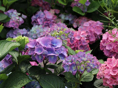 Гортензия l Hydrangea