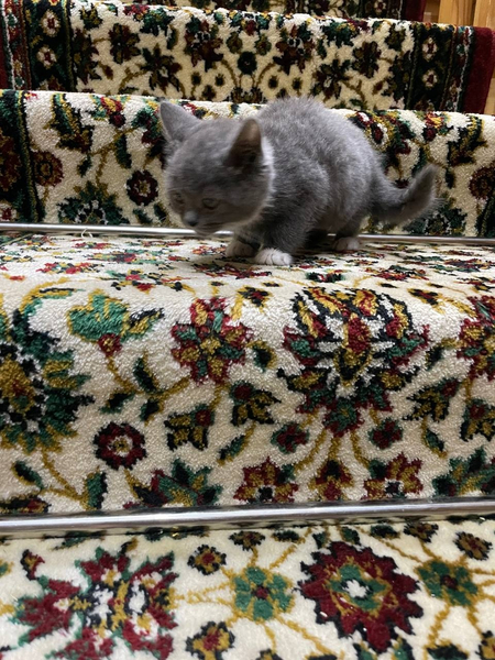 Британский кошка