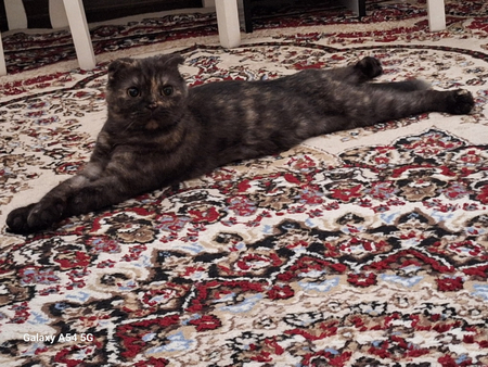 Шотландская вислоухая кошка