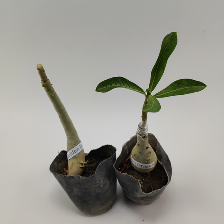 Adenium maxroviy