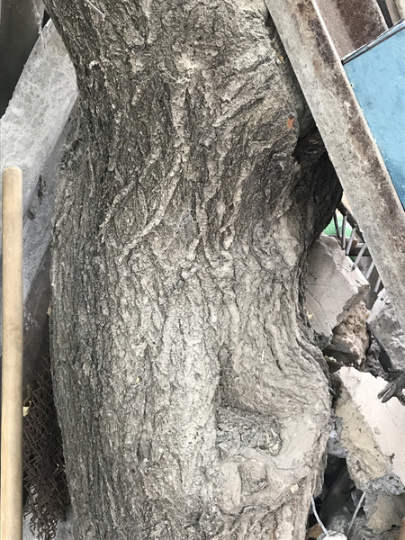 Oʻrik va yongʻoq daraxtlari
