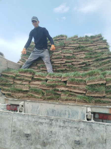 Asalomu alekum gazon samarali bor narxi kelishmli xolda
