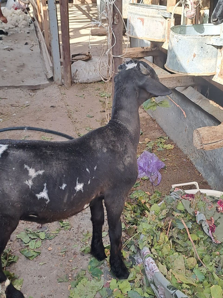Qõchqorlar va qõylar sotiladi