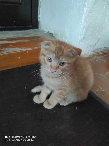 Котенок мальчик 3 месяца, породистый