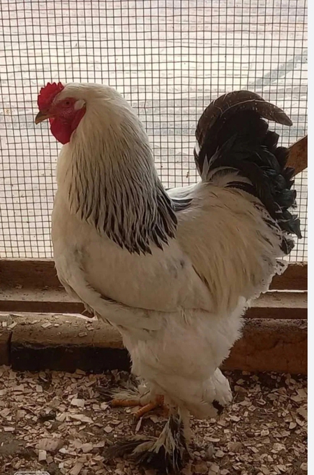 Brama tuxumlari sotiladi